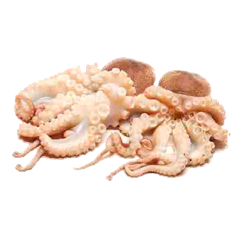 Makroclick | LONG LEG OCTOPUS 200-400G/PC_3KG UP