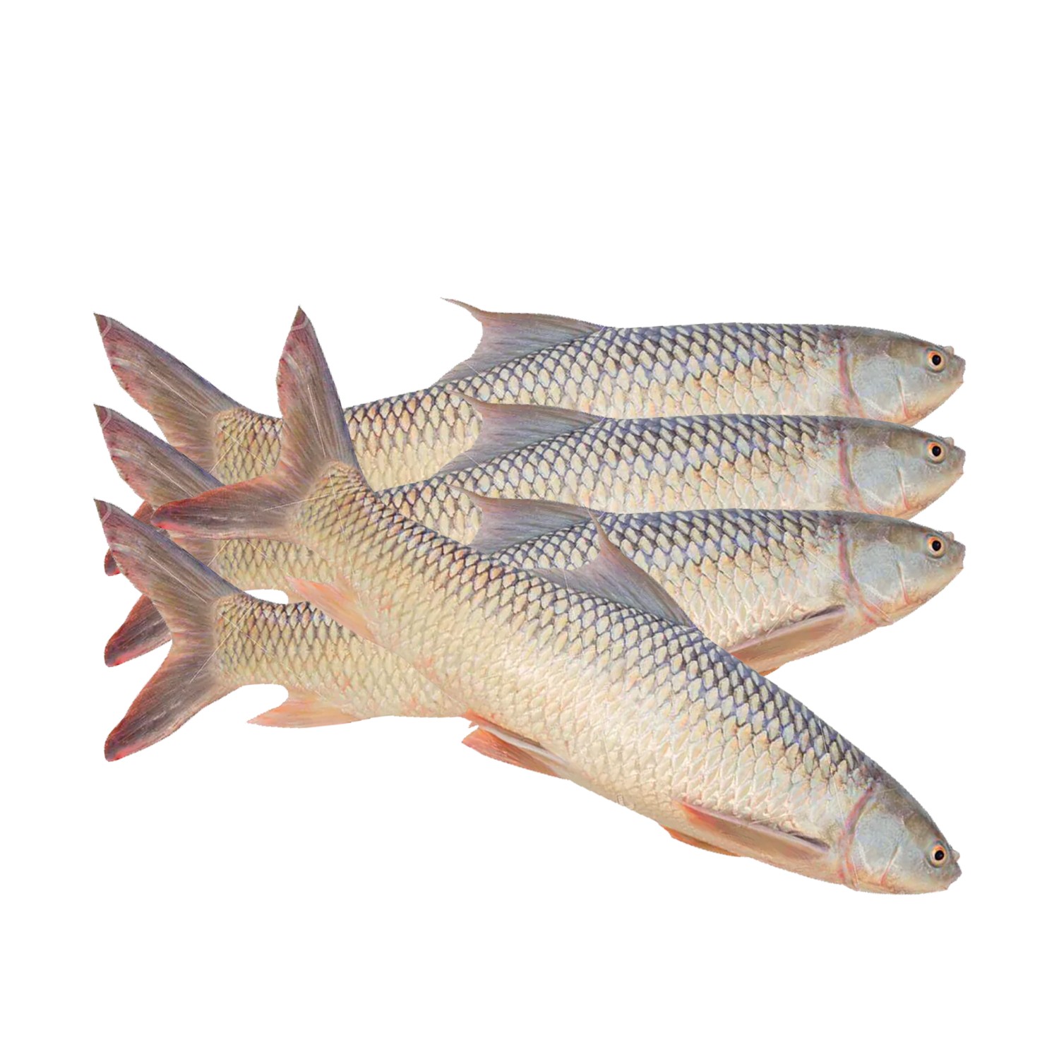 Makroclick | FRESH MRIGAL 4 - 5 KG/PC 10KG UP