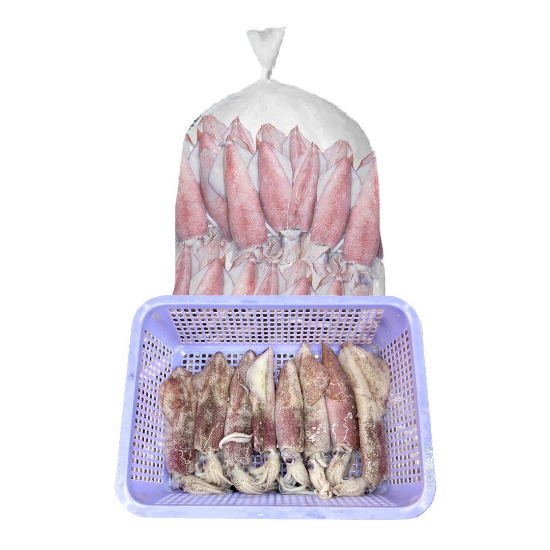 Makroclick | FRESH SQUID WHOLE 5" - 6" 10KG UP