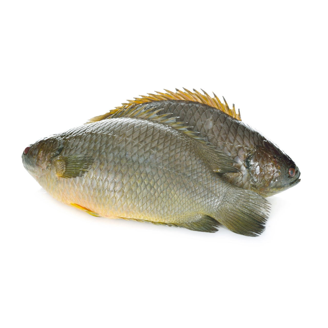Makroclick | CLIMBING PERCH,200-300G/PC_3KG UP